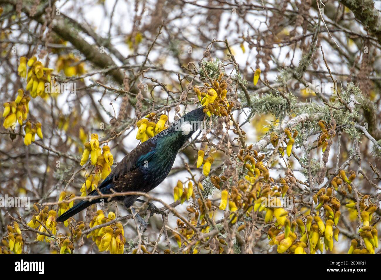 Tui, a native New Zealand bird Stock Photo - Alamy