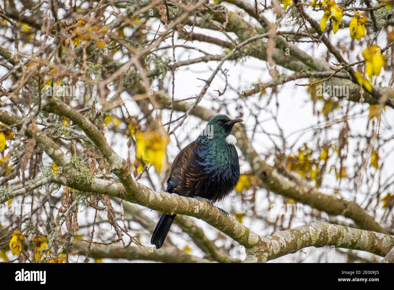 Tui, a native New Zealand bird Stock Photo - Alamy