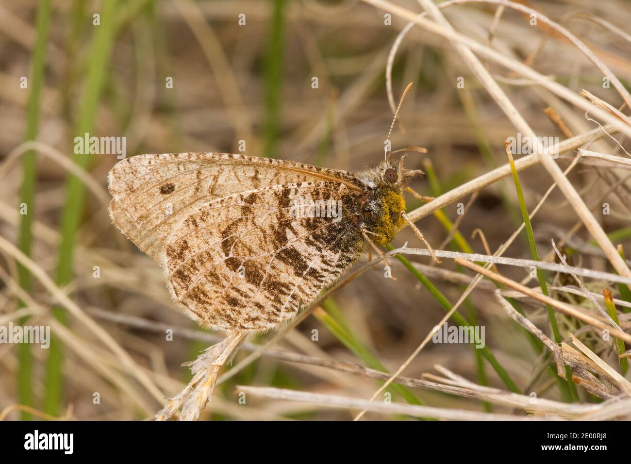 Pollen pollination hi-res stock photography and images - Alamy