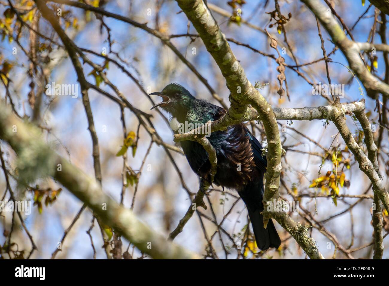 Tui, a native New Zealand bird Stock Photo - Alamy