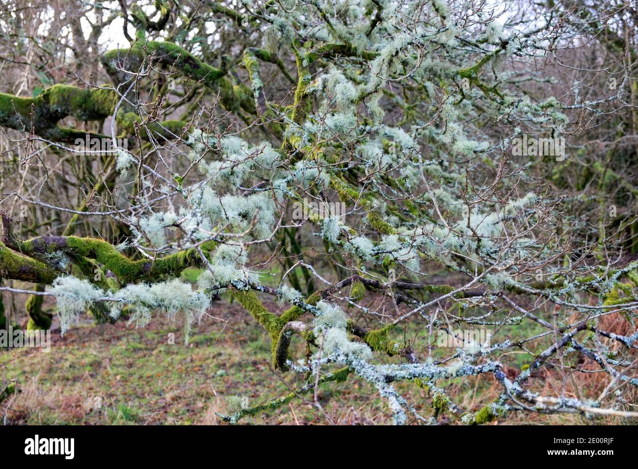 Lichens on oak hi-res stock photography and images - Alamy