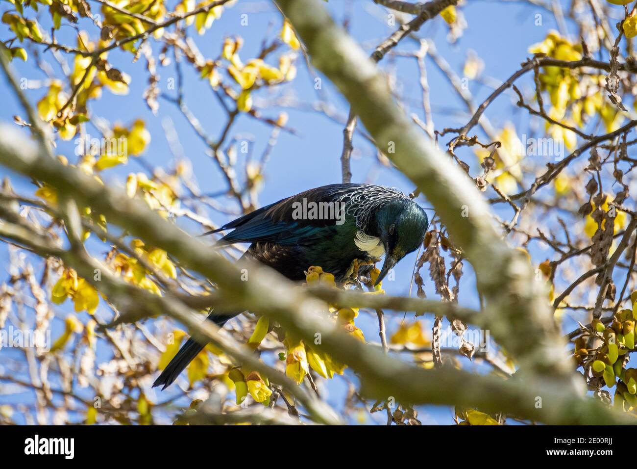 Tui, a native New Zealand bird Stock Photo - Alamy