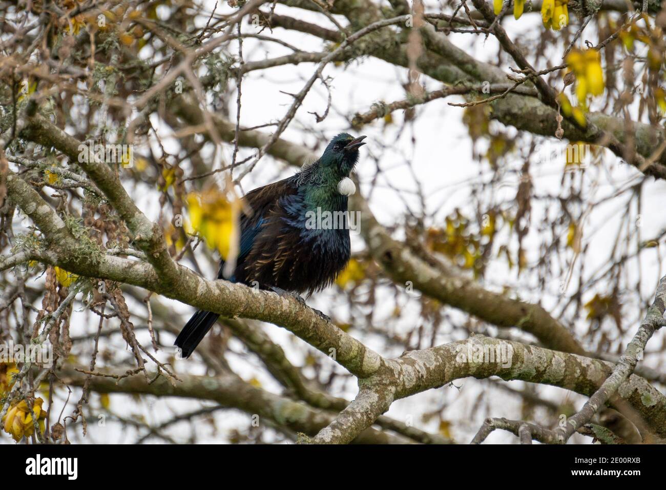 Tui, a native New Zealand bird Stock Photo - Alamy