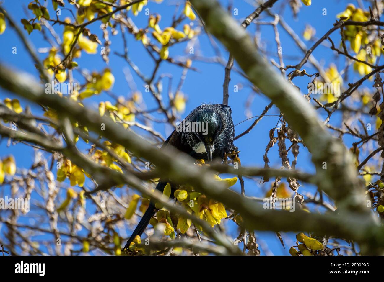 Tui, a native New Zealand bird Stock Photo - Alamy