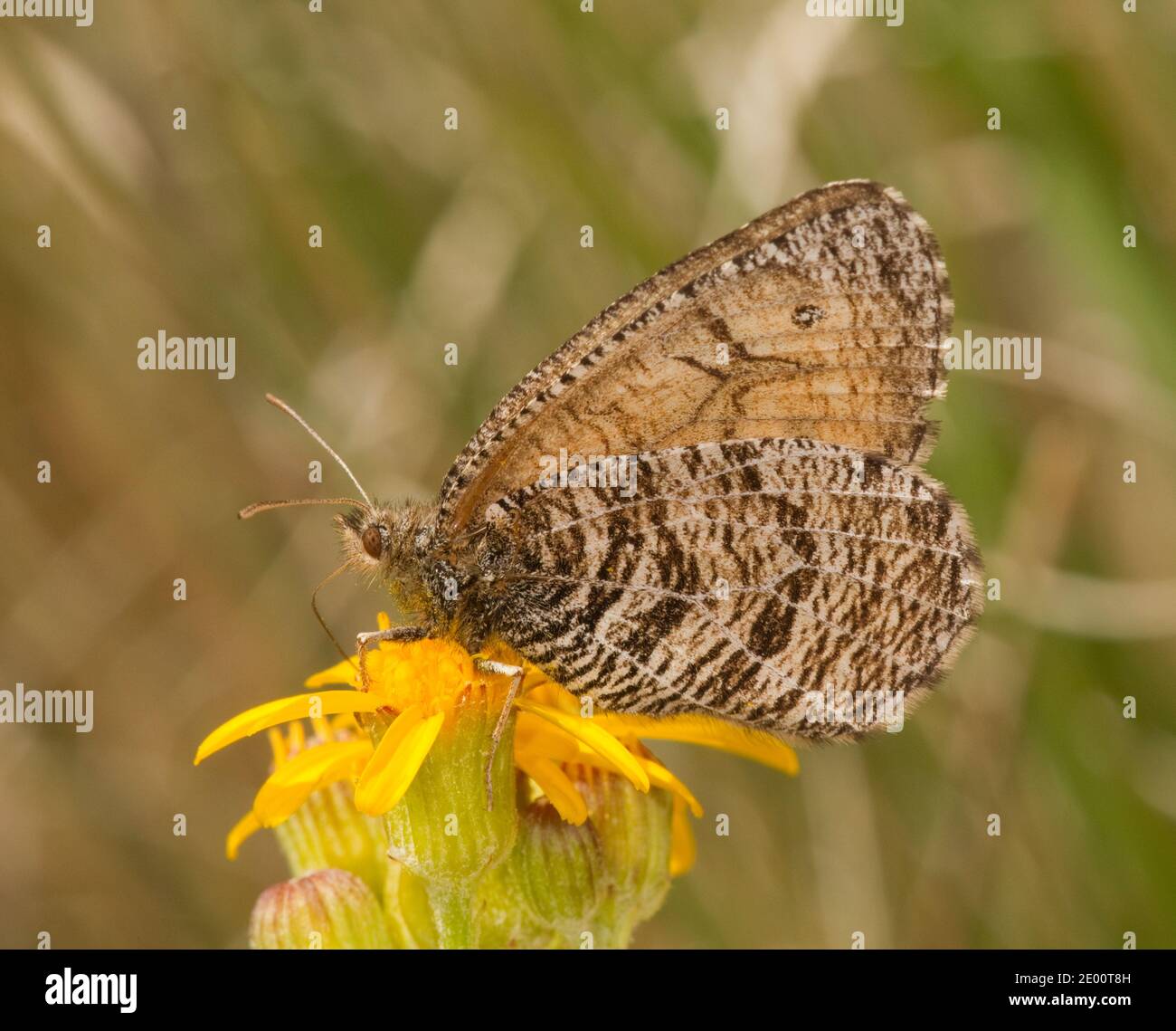 Arctic butterfly hi-res stock photography and images - Alamy