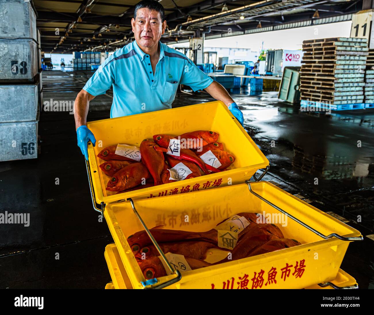 Kinmedai (golden eye snapper) on Fish Auction in Yaidu, Japan Stock ...