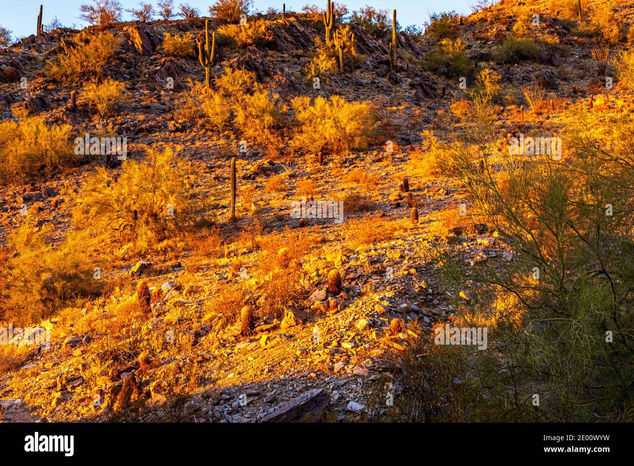 The low sun streams through the desert grounds of Phonex Mountain ...