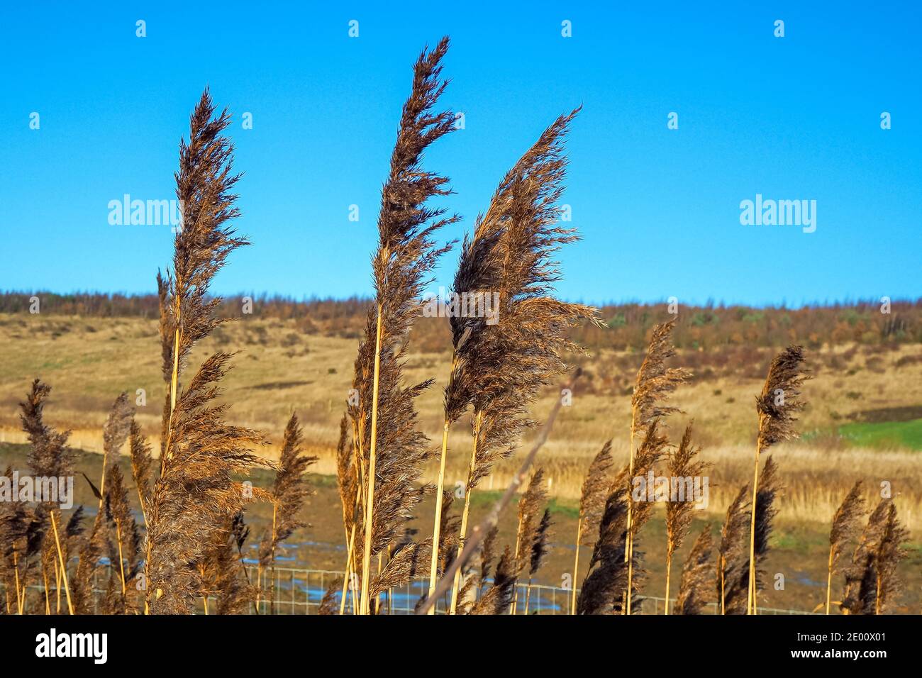 Seed heads of tall reeds against a clear blue winter sky in St Aidan's ...