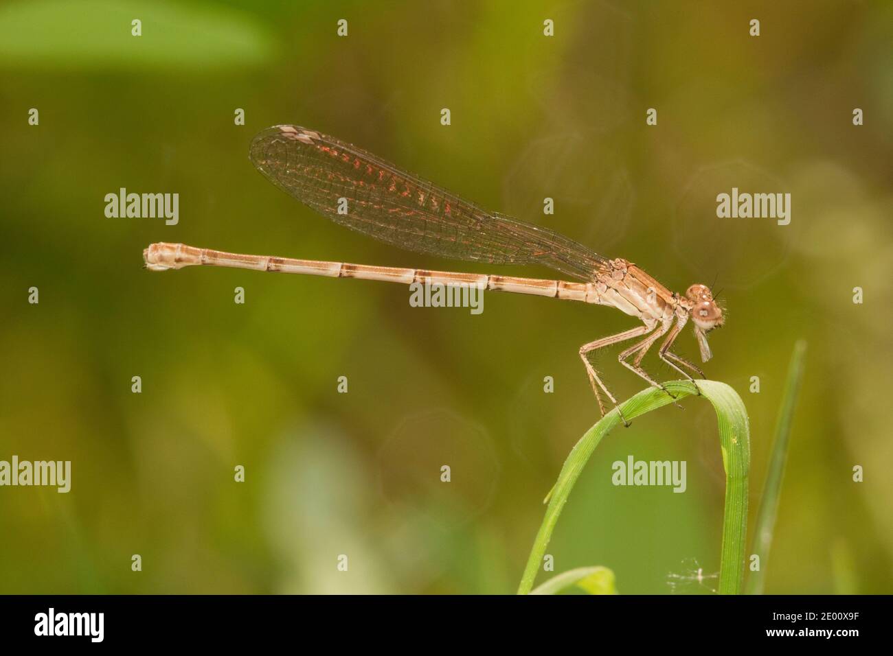 Blue-ringed Dancer Damselfly female, Argia sedula, Coenagrionidae Stock ...