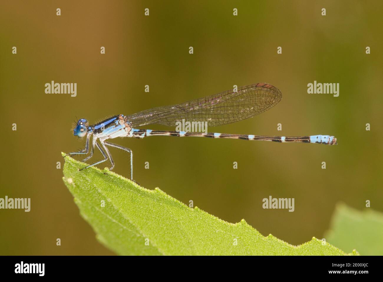 Blue-ringed Dancer Damselfly male, Argia sedula, Coenagrionidae Stock ...