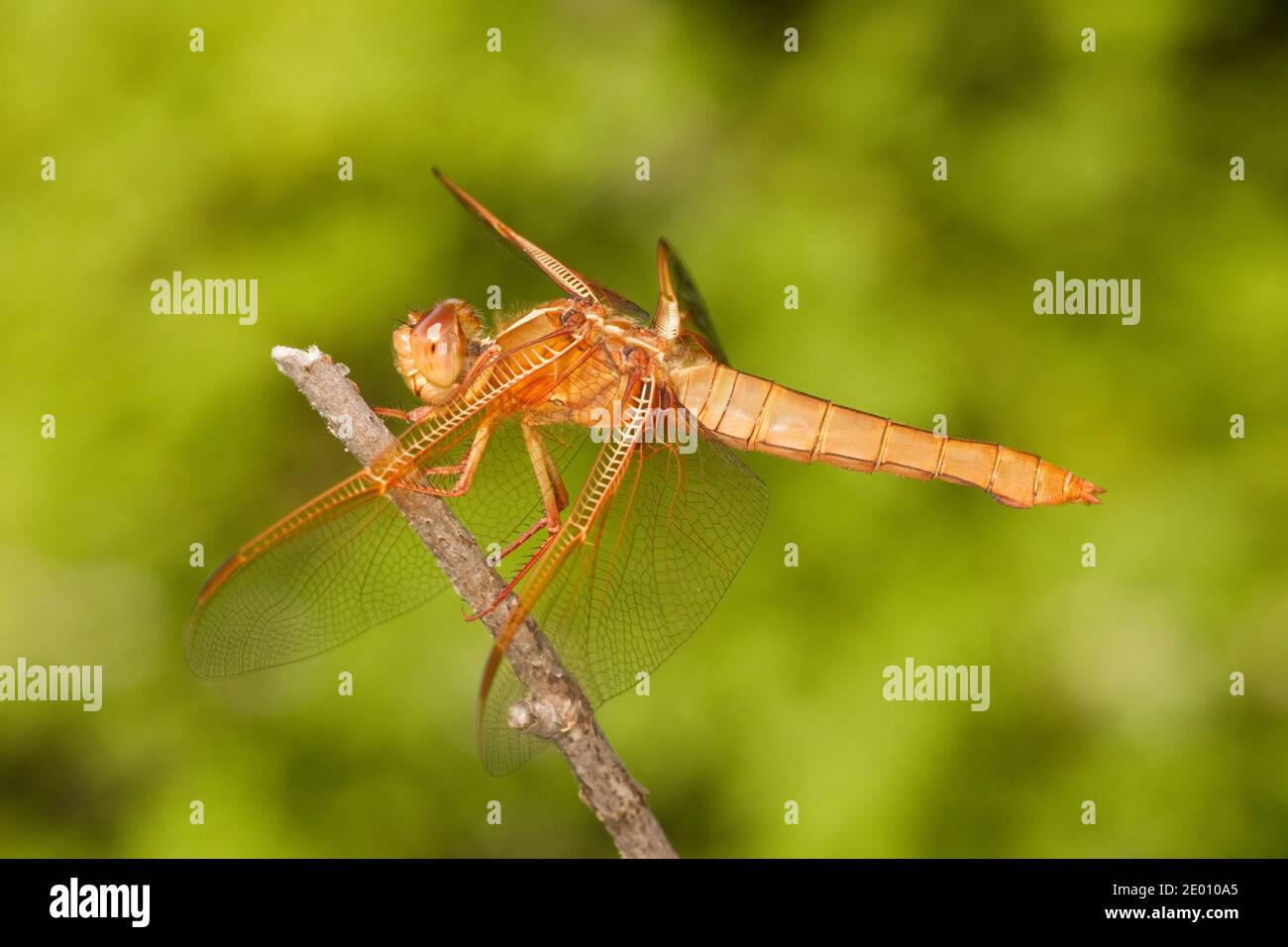Libellulidae Skimmers