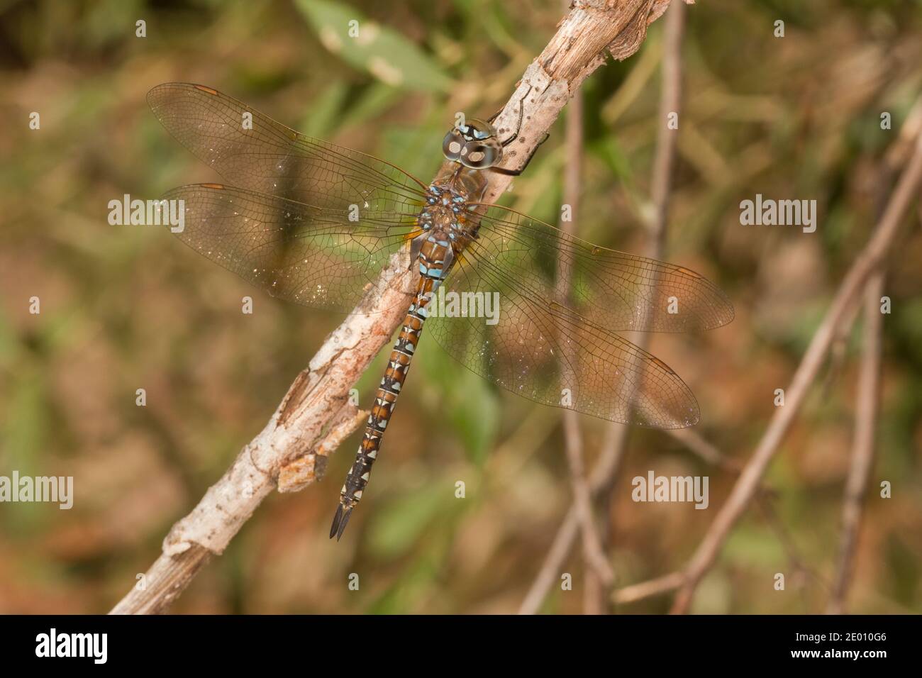 Blue-eyed Darner Dragonfly female, Rhionaeschna, Aeshnidae Stock Photo ...