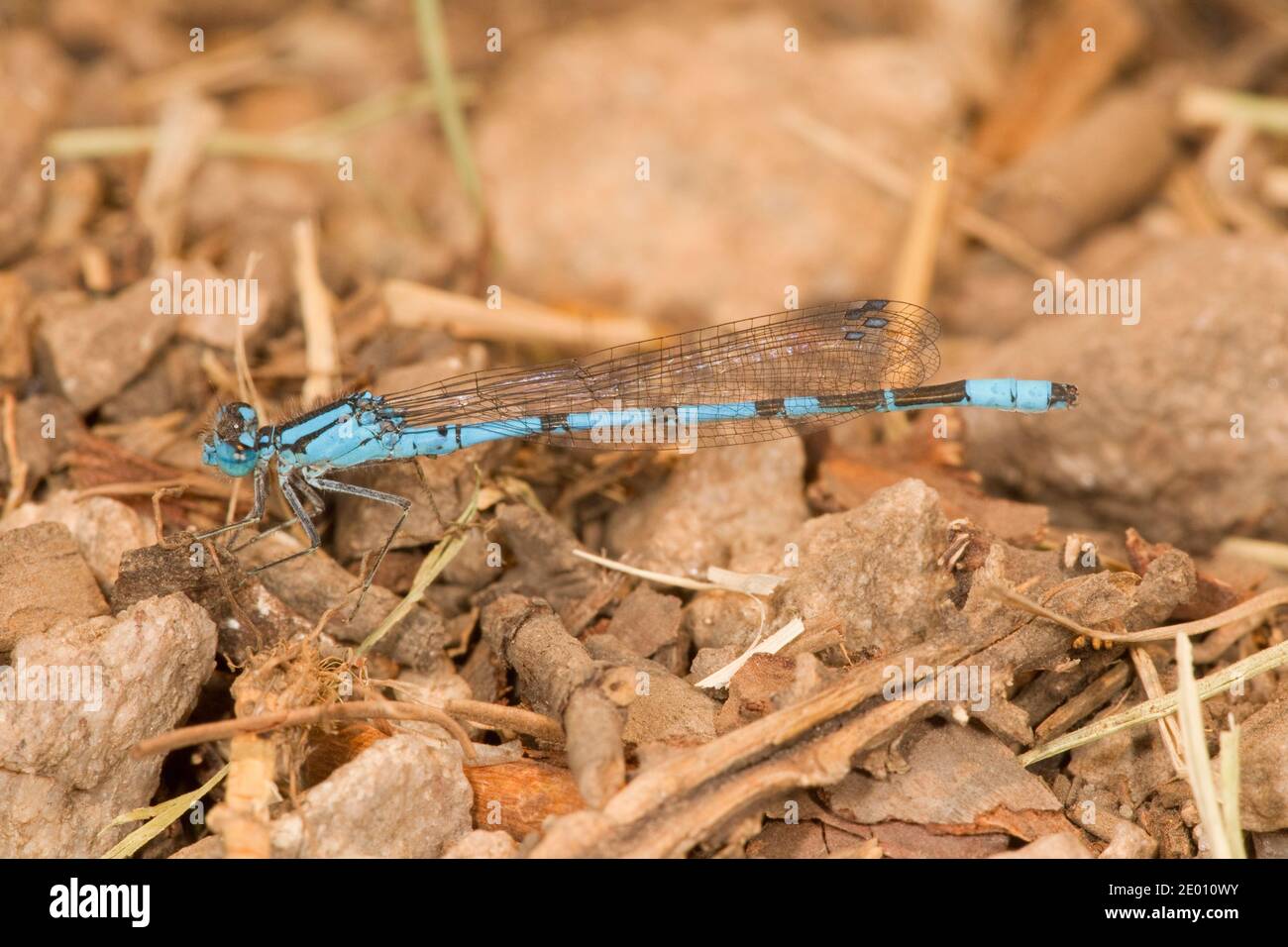 Boreal Bluet Damselfly male, Enallagma boreale, Coenagrionidae Stock ... Boreal Bluet Damselfly male, Enallagma boreale, Coenagrionidae Stock ...