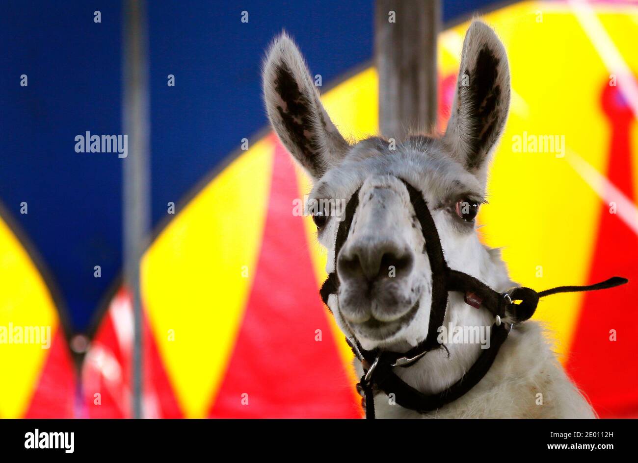 Facebook sensation 'Serge the Llama' and his owner circus director John ...