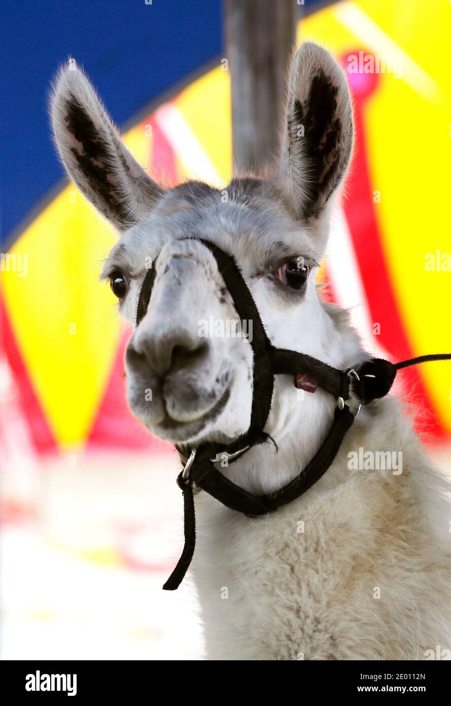 Facebook sensation 'Serge the Llama' and his owner circus director John ...
