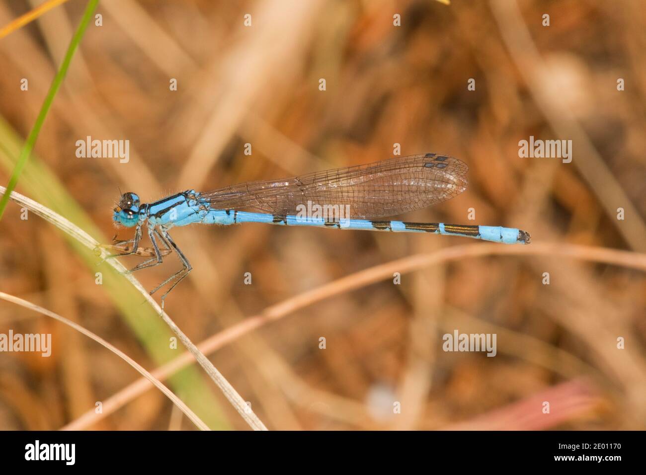 Boreal Bluet Damselfly male, Enallagma boreale, Coenagrionidae Stock ... Boreal Bluet Damselfly male, Enallagma boreale, Coenagrionidae Stock ...