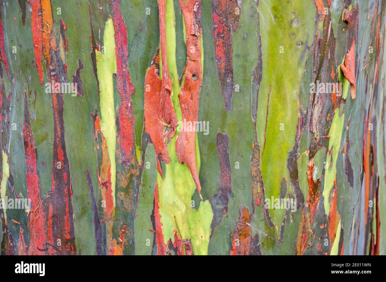 Colorful bark of the tropical tree in Costa Rica Stock Photo - Alamy