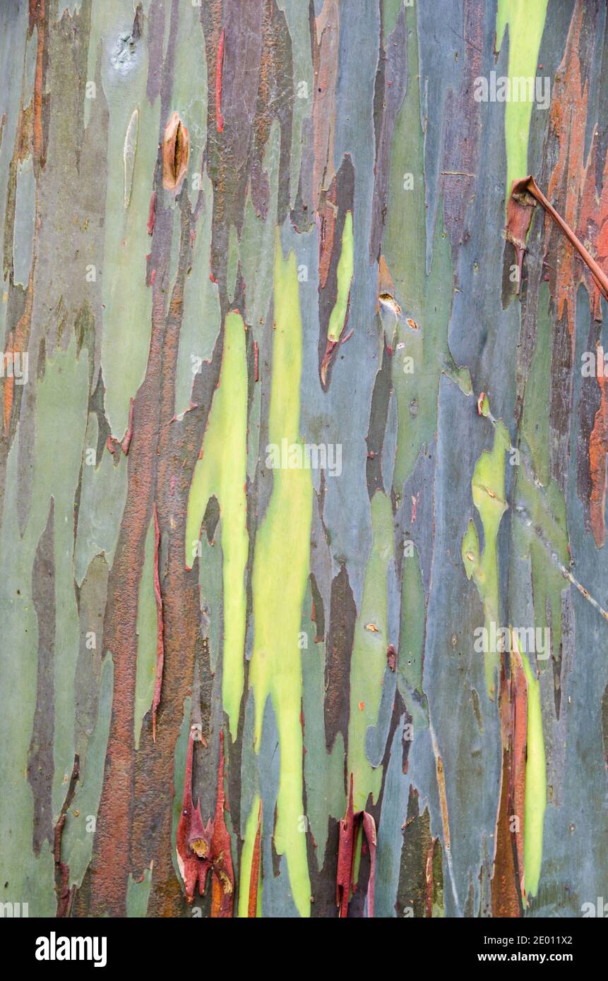 Colorful bark of the tropical tree in Costa Rica Stock Photo - Alamy