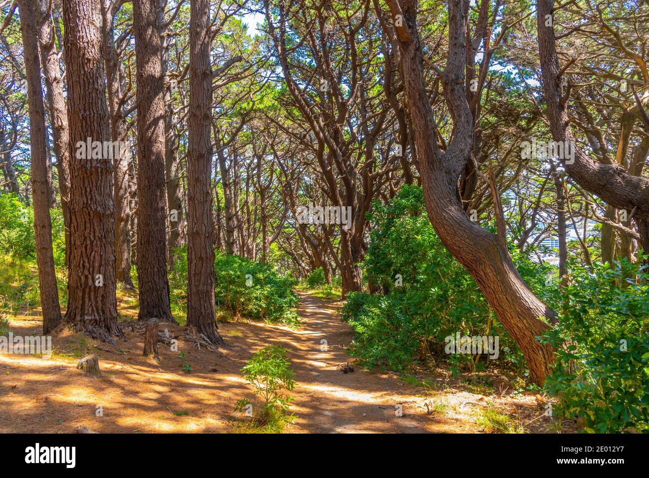 Forest path at Mount Victoria in Wellington, New Zealand Stock Photo ...