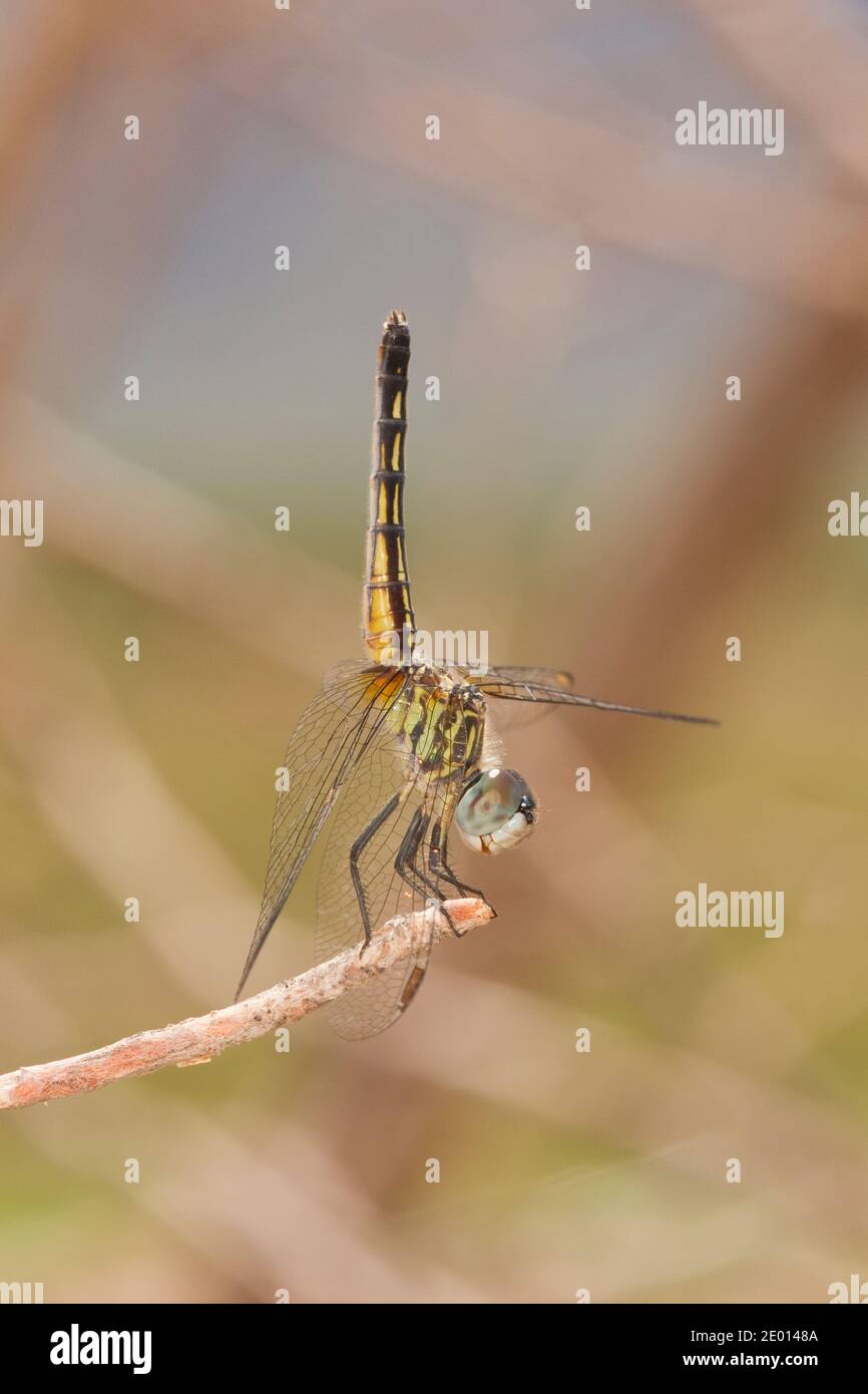 Blue Dasher Dragonfly female obelisking, Pachydiplax longipennis ...