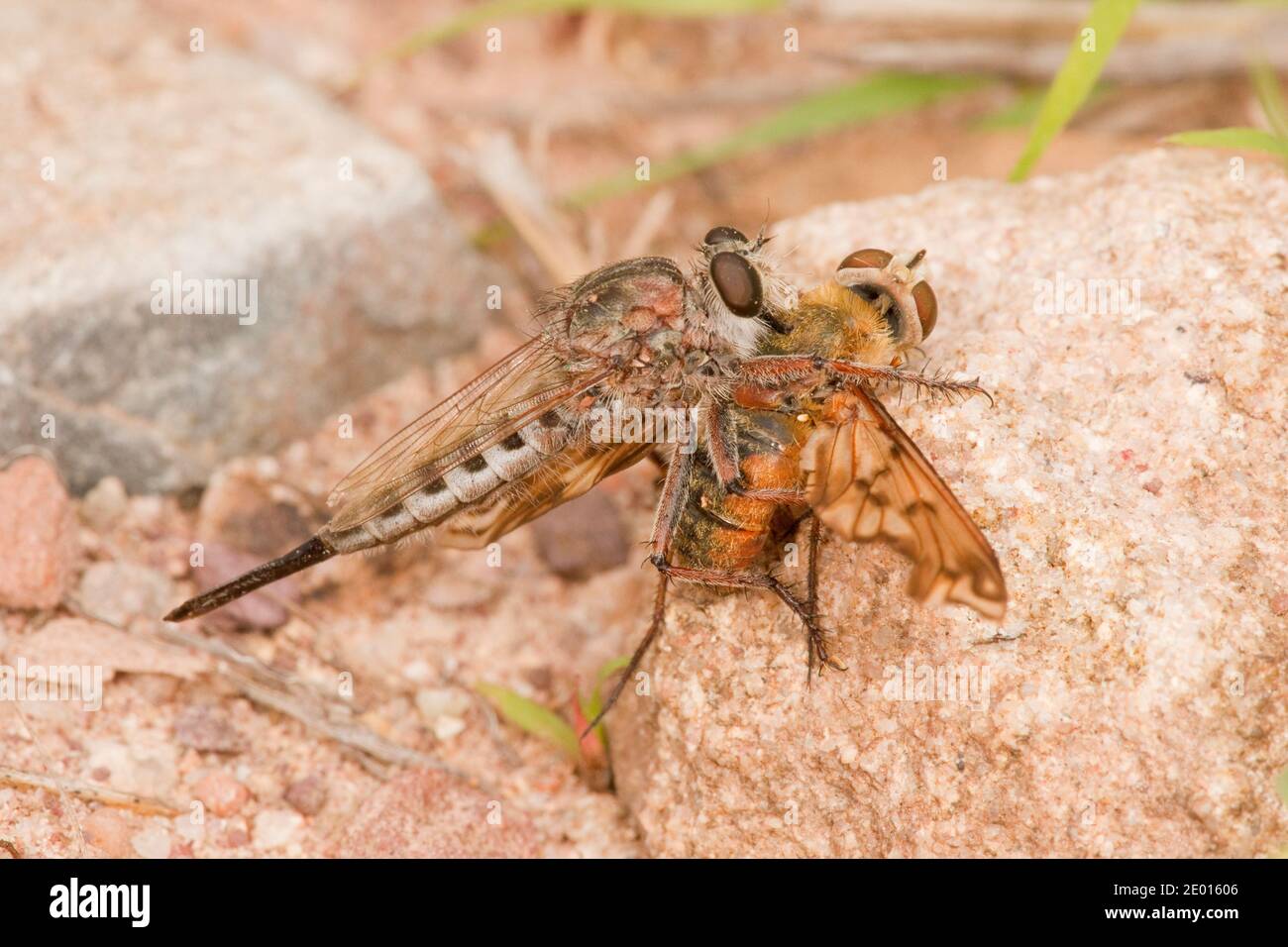 Unidentified Robber Fly female, Asilidae. Feeding on Bee Fly ...