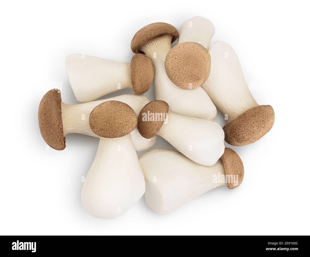 King Oyster mushroom or Eringi isolated on white background with ...