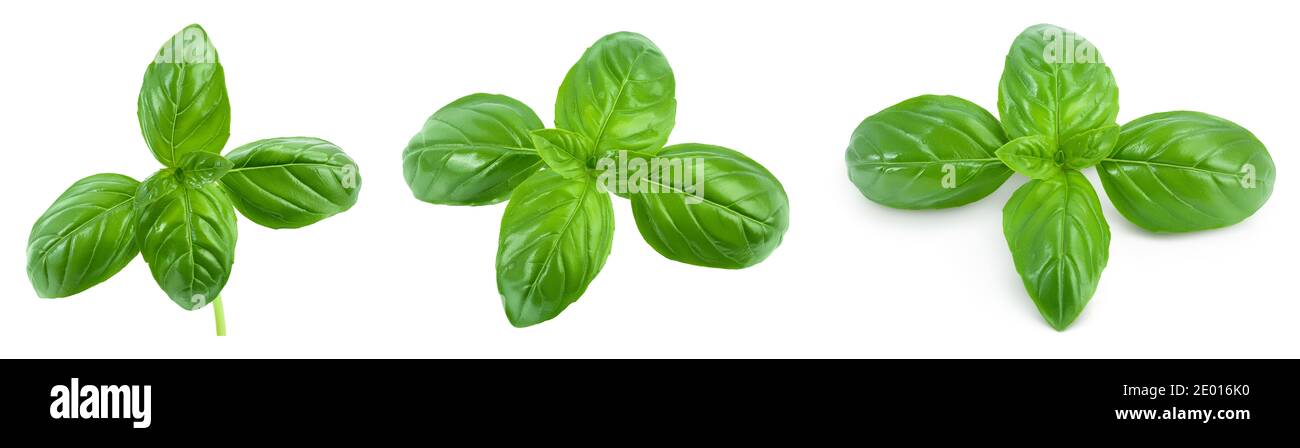 Fresh basil leaf isolated on white background with clipping path and ...