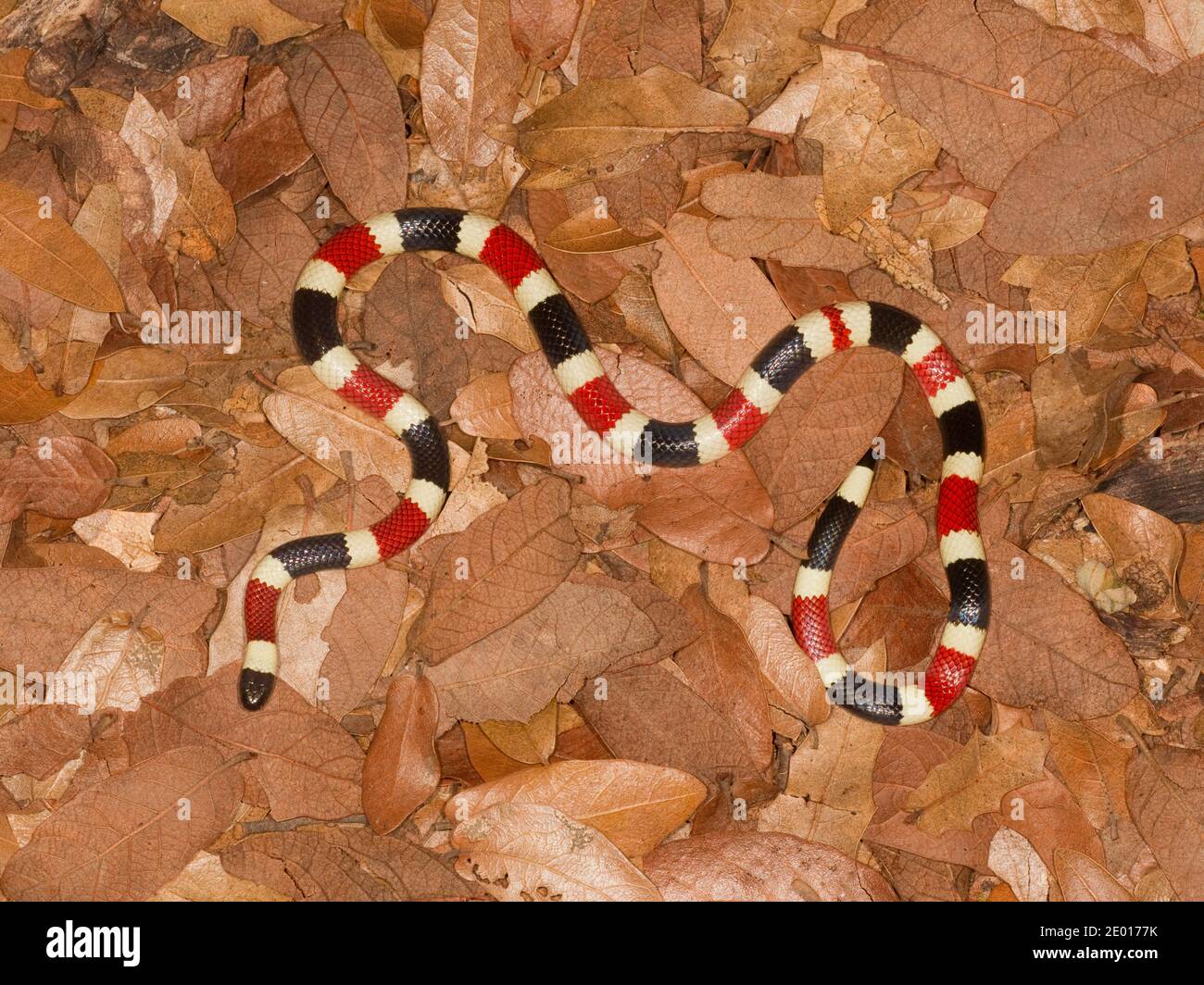 Arizona Coral Snake Information