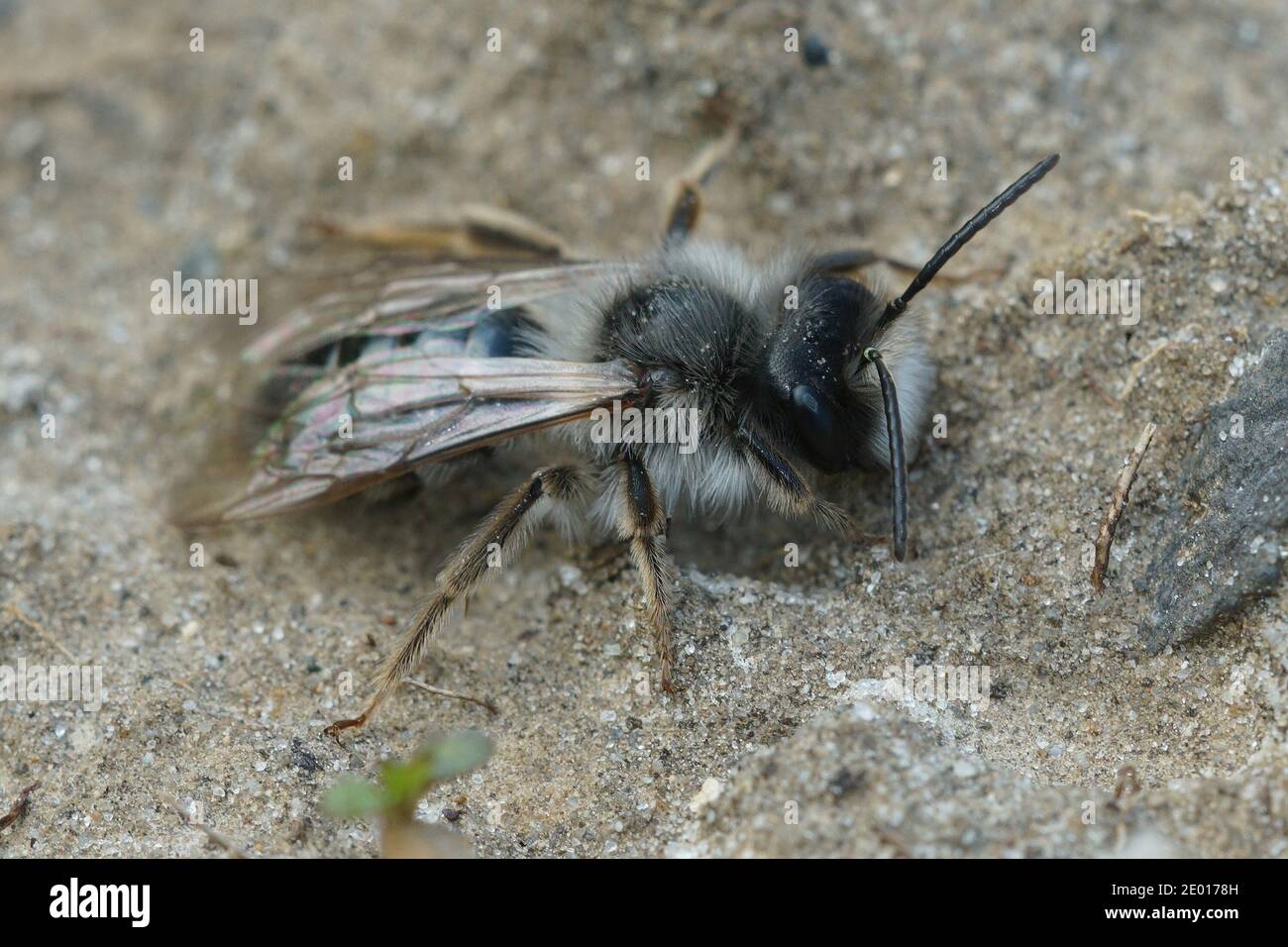 A fresh emerged male of the grey mining bee , Andrena vaga, waiting for ...