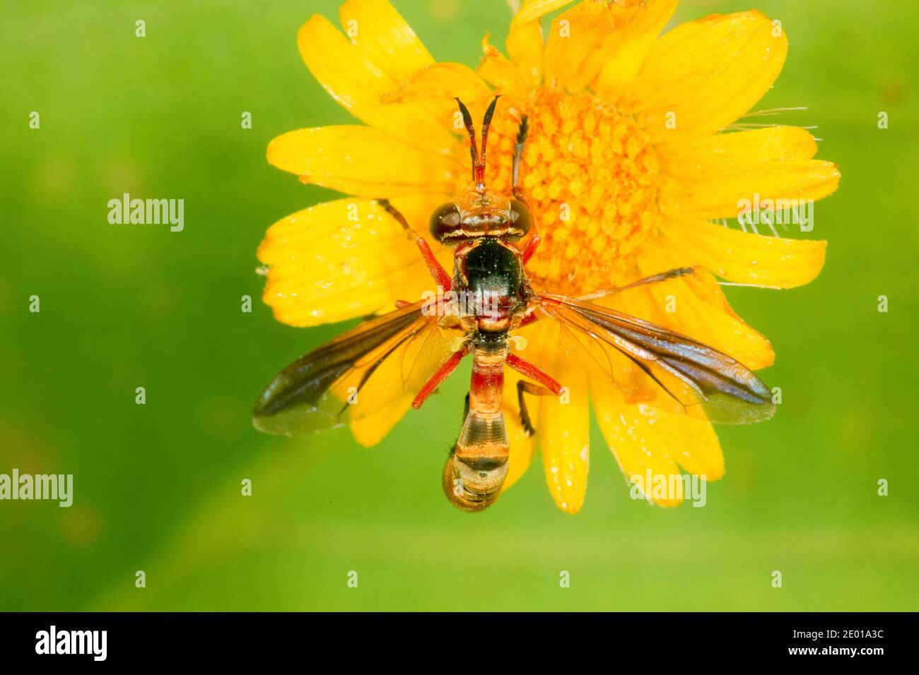 Thick-headed Fly female, Physoconops townsendi, Conopidae Stock Photo ...