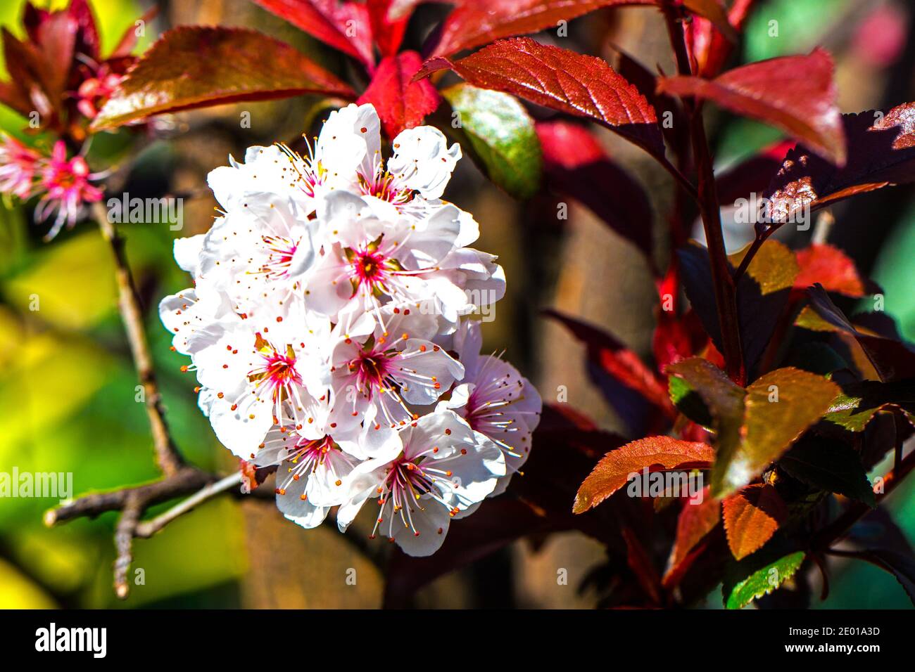 Blossoms of a plum tree in early Spring in Adelaide Australia Stock ...