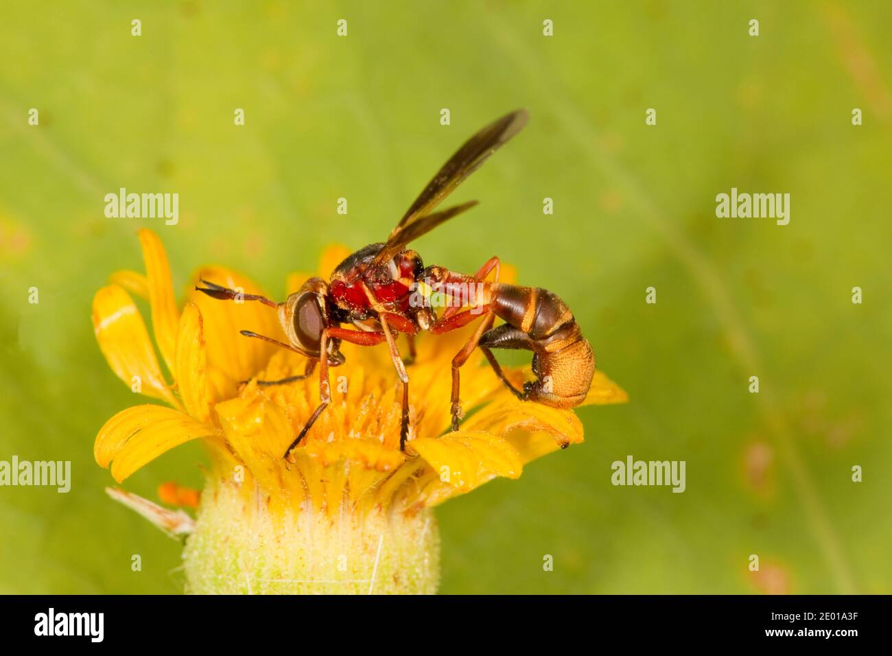 Conopidae hi-res stock photography and images - Alamy