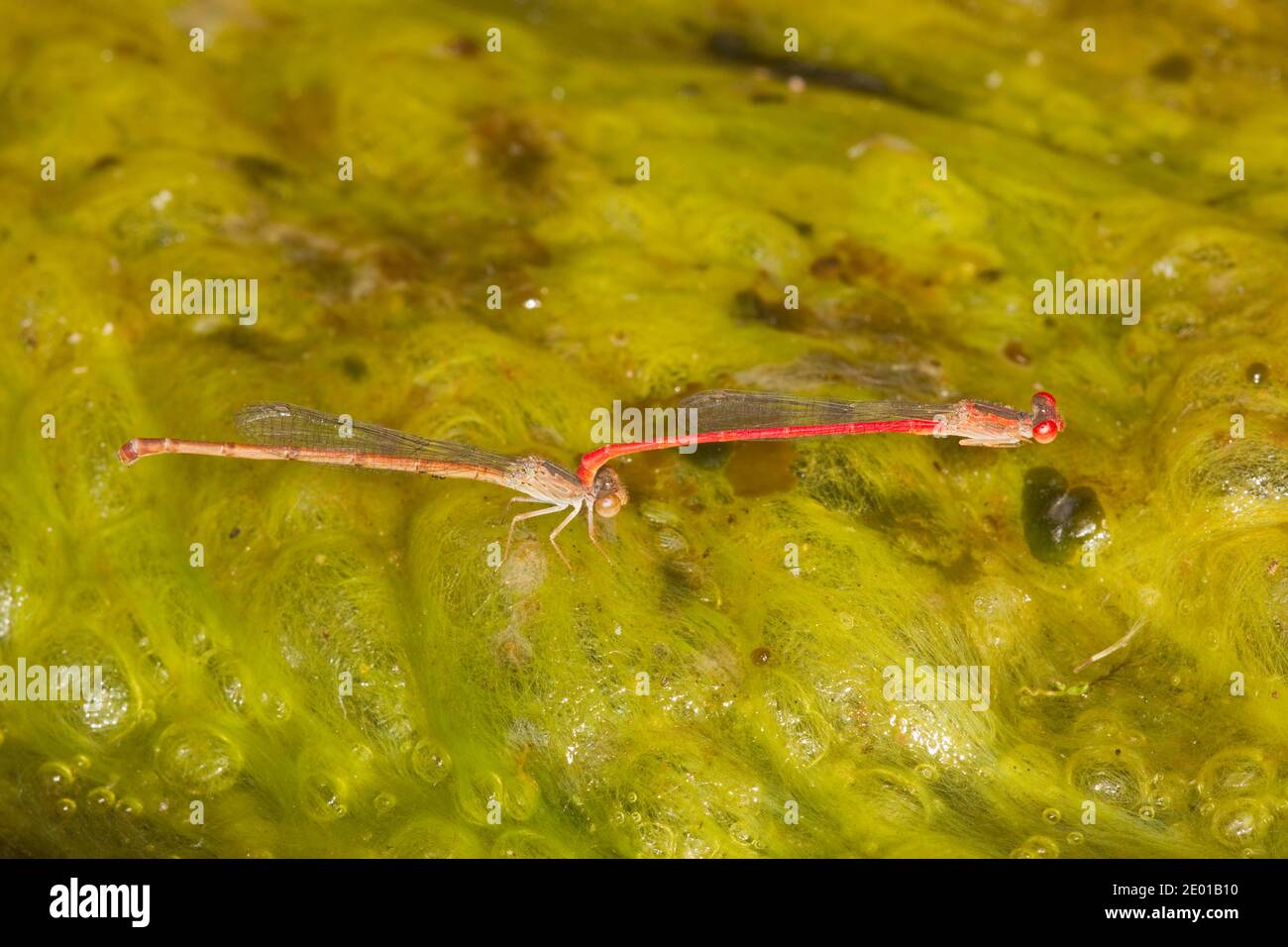 Desert Firetail Damselfly male and female in tandem, Telebasis salva ...