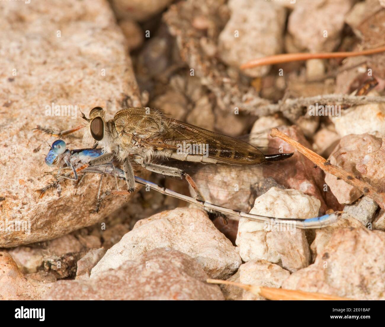 Unidentified Robber Fly female, Asilidae. Feeding on damselfly Stock ...