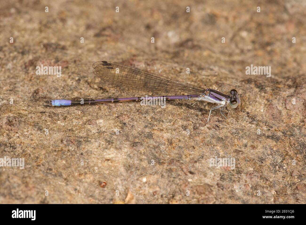 Argia hinei hi-res stock photography and images - Alamy