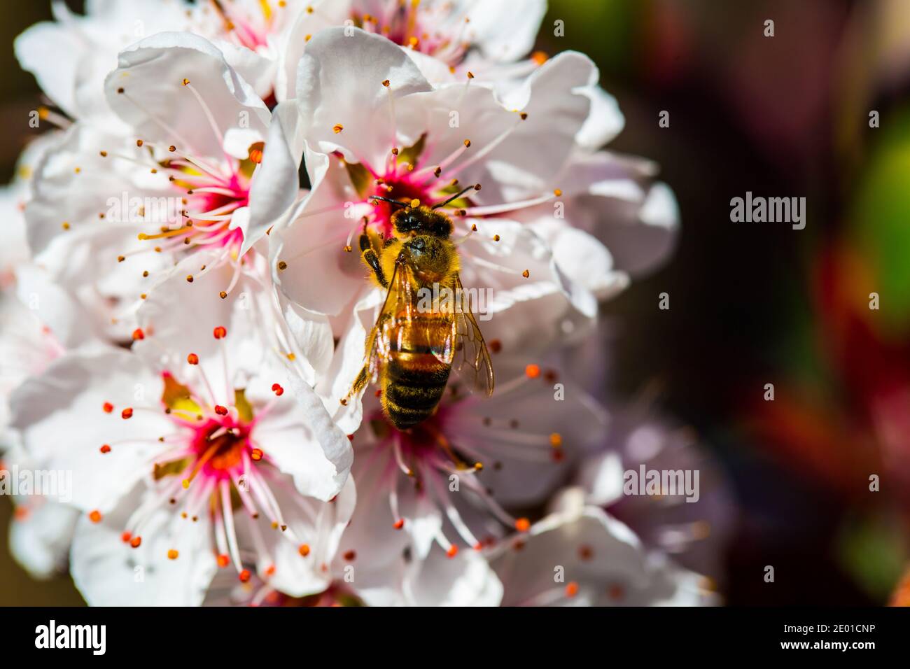 Spring australia hi-res stock photography and images - Alamy