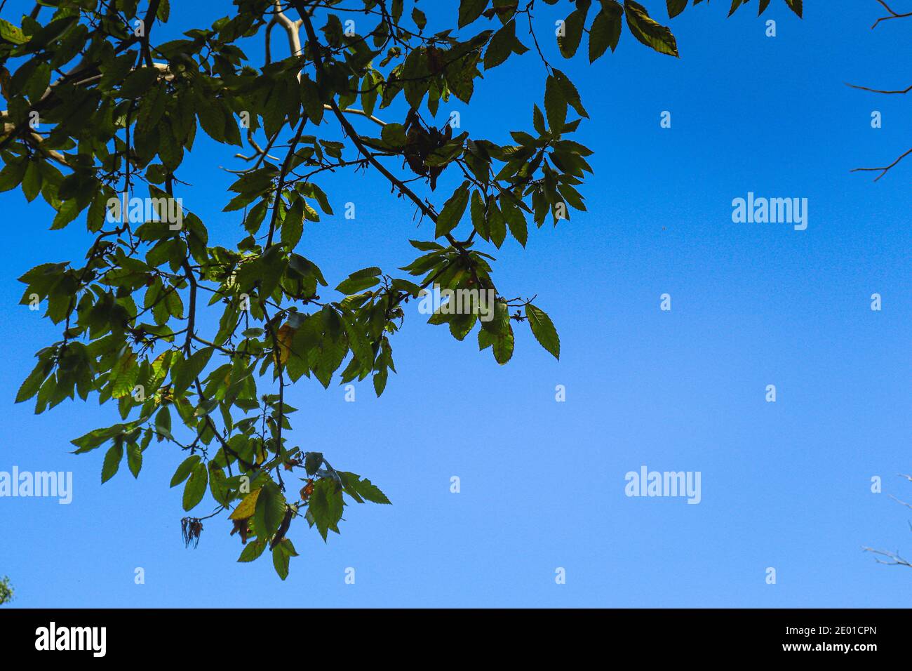 Point of view of green trees with the sky behind upwards Stock Photo ...