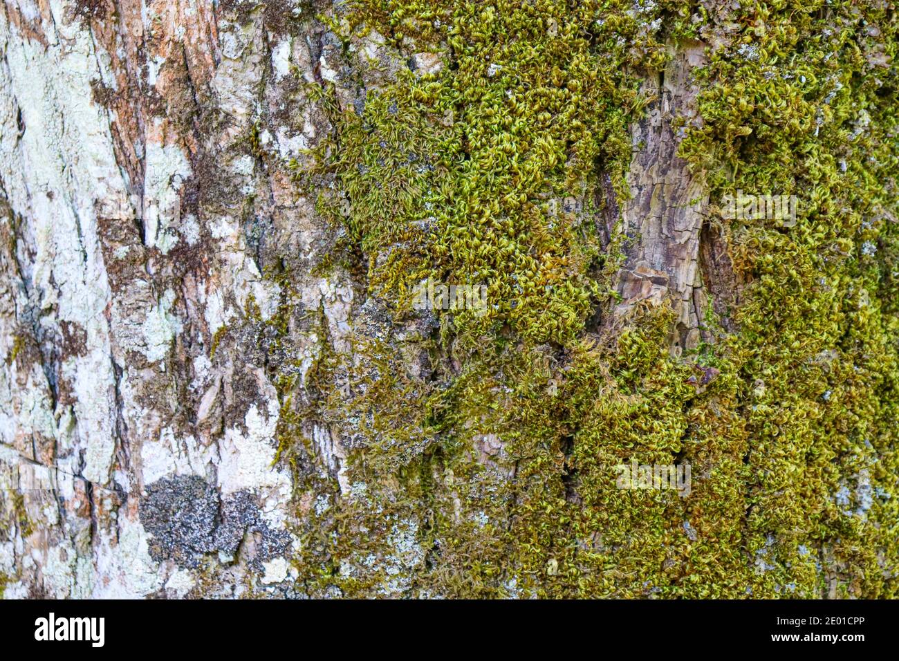 tree bark texture with moss close up Stock Photo - Alamy