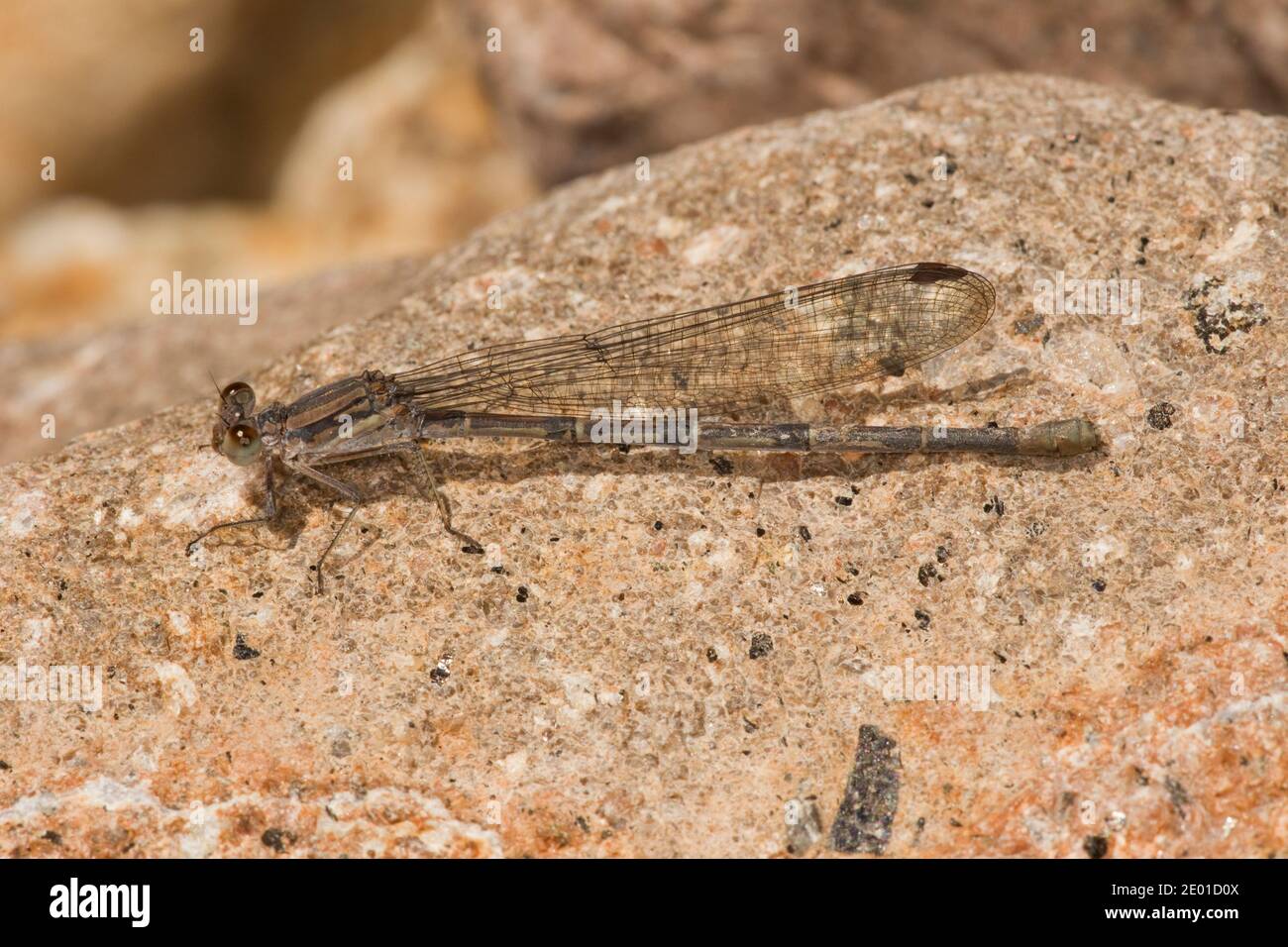 Sabino Dancer Damselfly female, Argia sabino, Coenagrionidae Stock ...