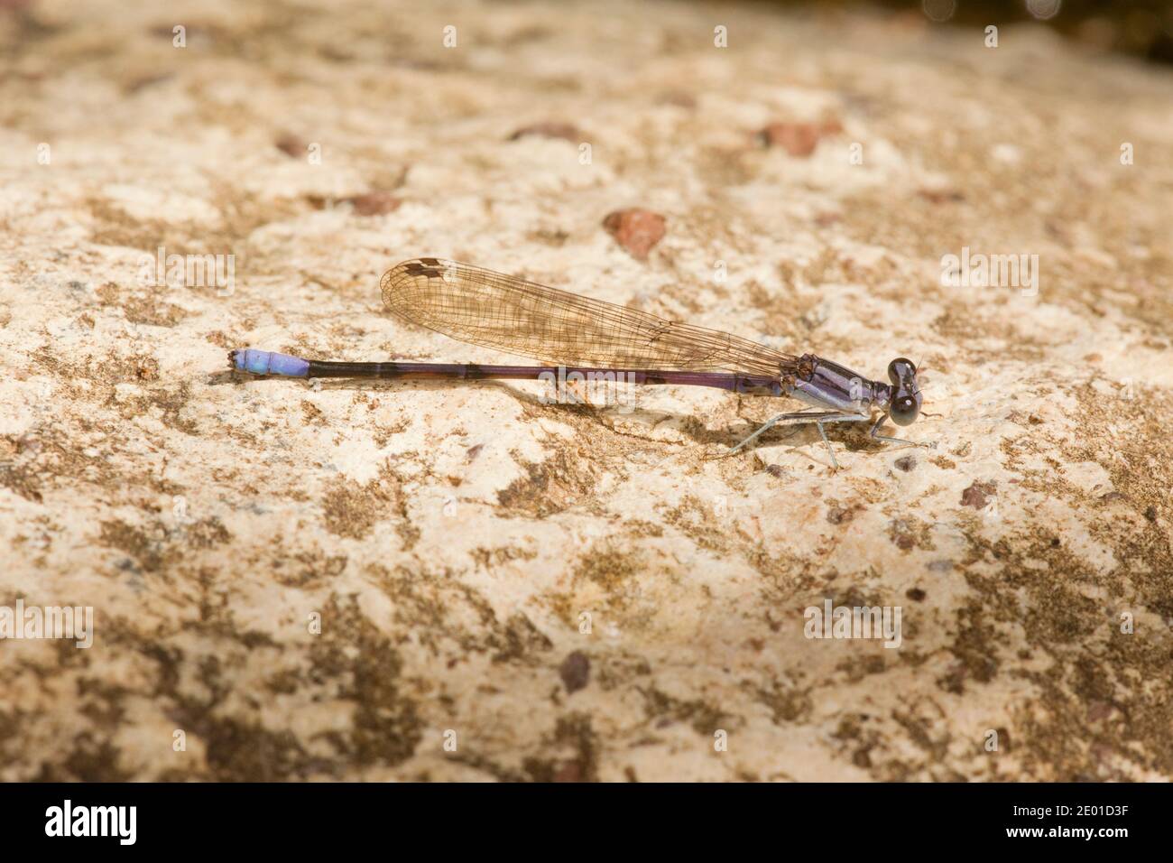 Argia hinei hi-res stock photography and images - Alamy