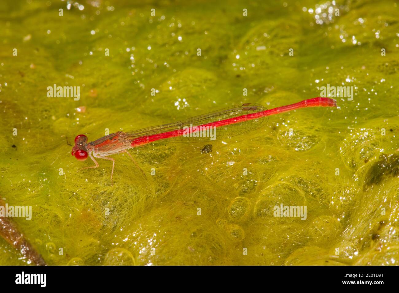 Desert Firetail Damselfly male, Telebasis salva, Coenagrionidae Stock ...