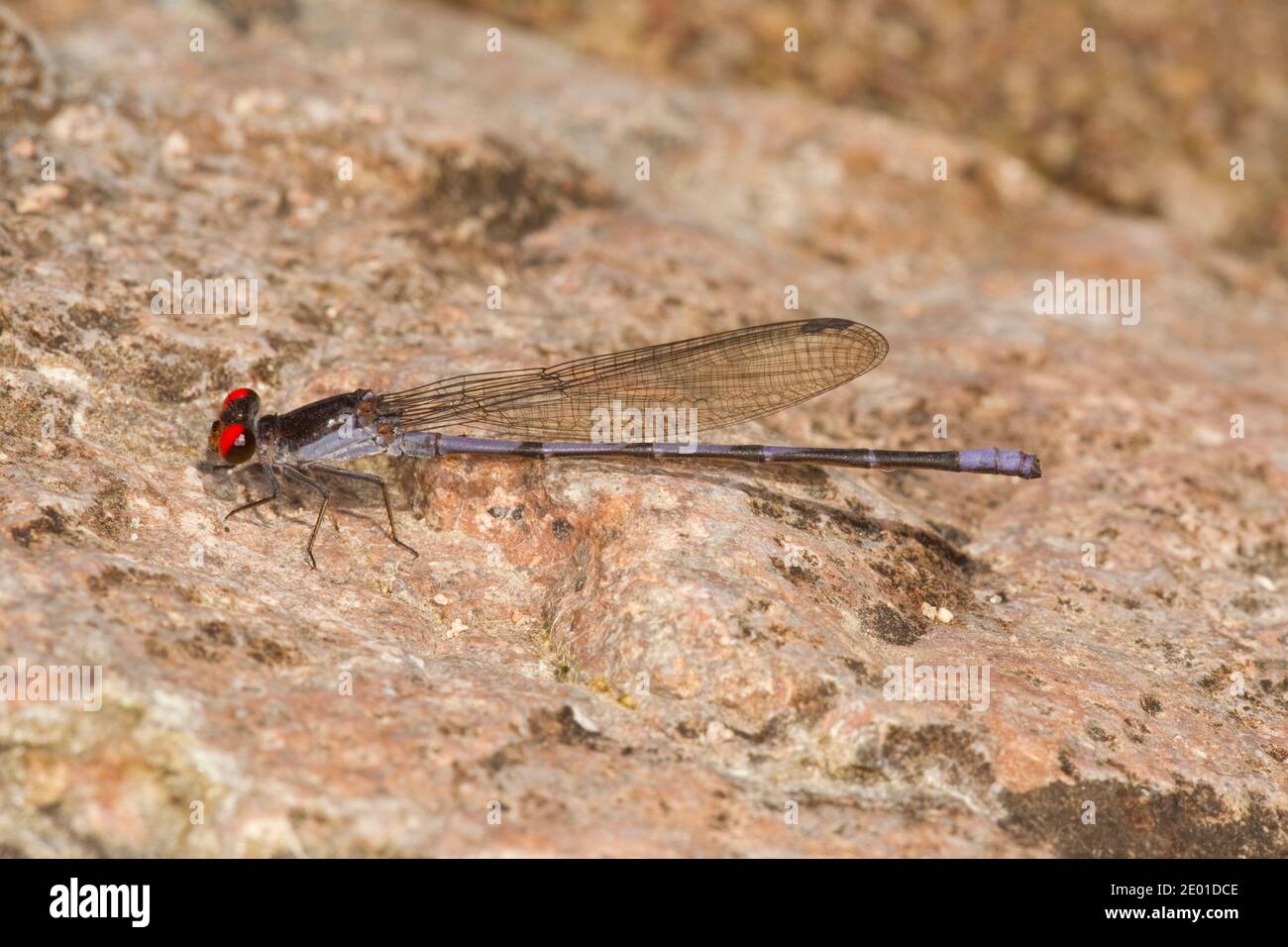 Fiery-eyed Dancer Damselfly male, Argia oenea, Coenagrionidae Stock ...