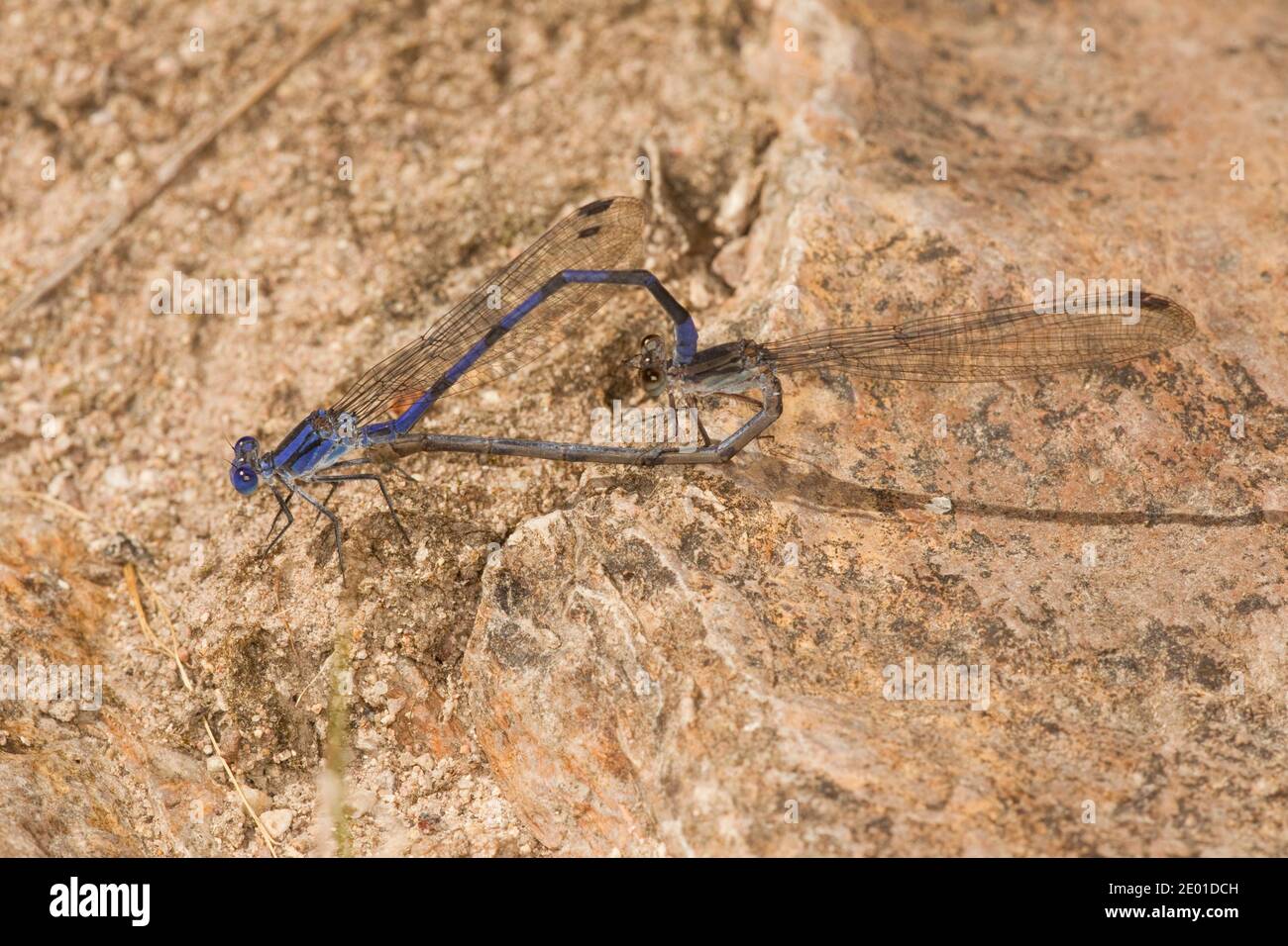 Mating wheel hi-res stock photography and images - Alamy