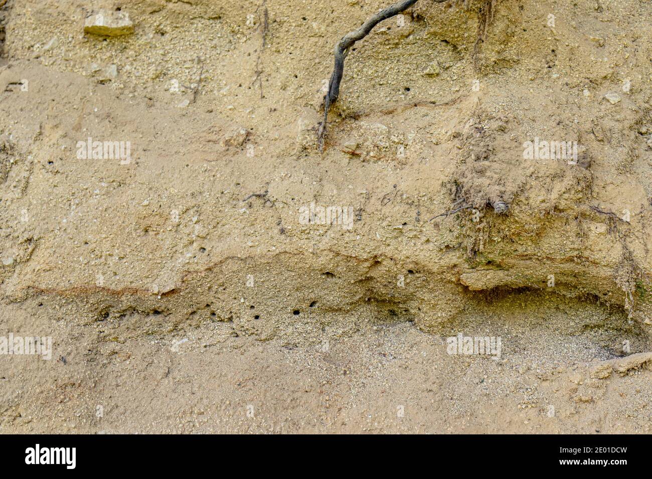 sand wall texture with tree roots Stock Photo - Alamy