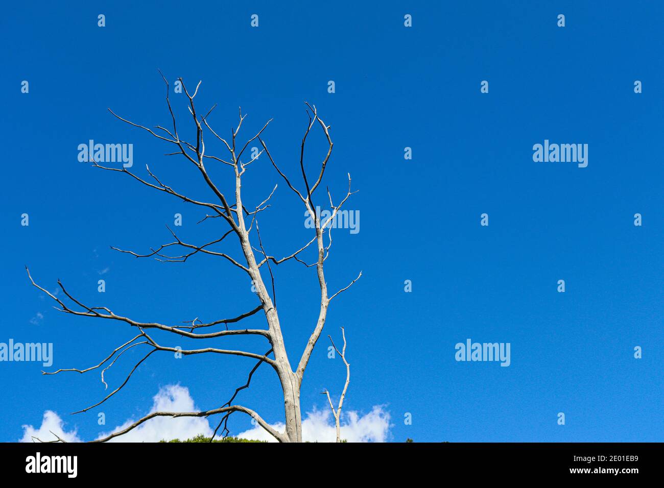 Point of view of green trees with the sky behind upwards Stock Photo ...