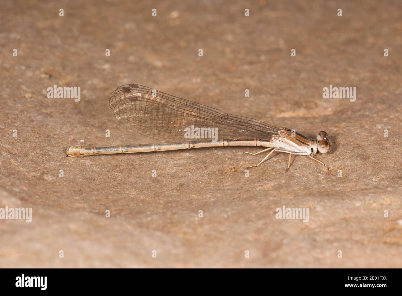 Coenagrionidae Larvae
