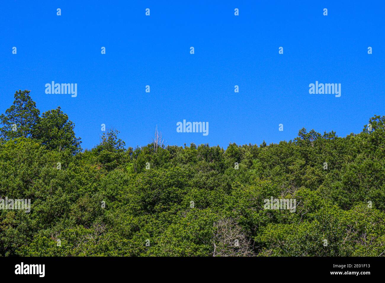 Point of view of green trees with the sky behind upwards Stock Photo ...