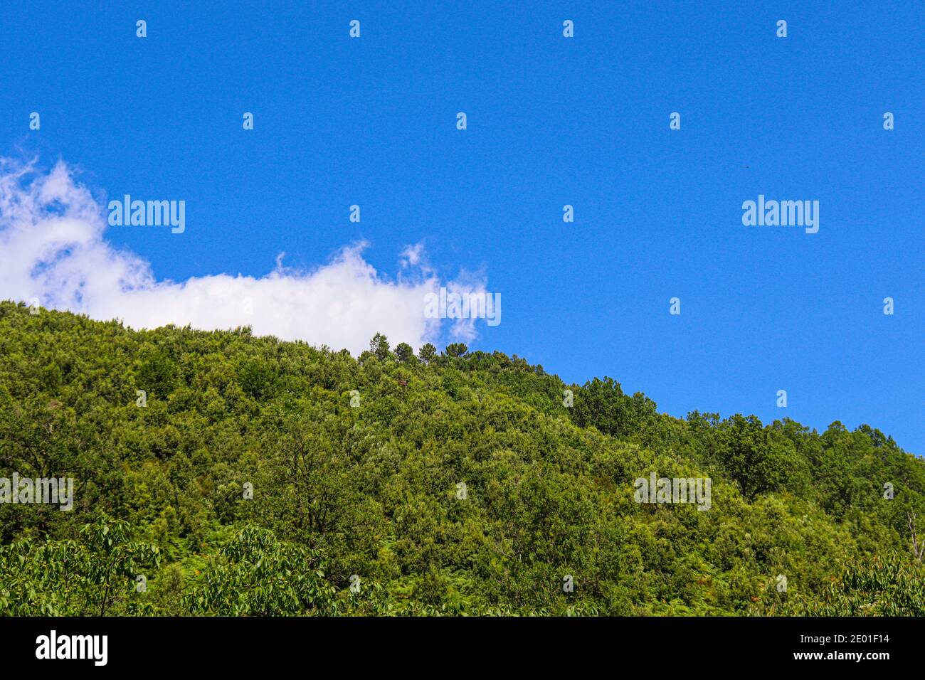 Point of view of green trees with the sky behind upwards Stock Photo ...