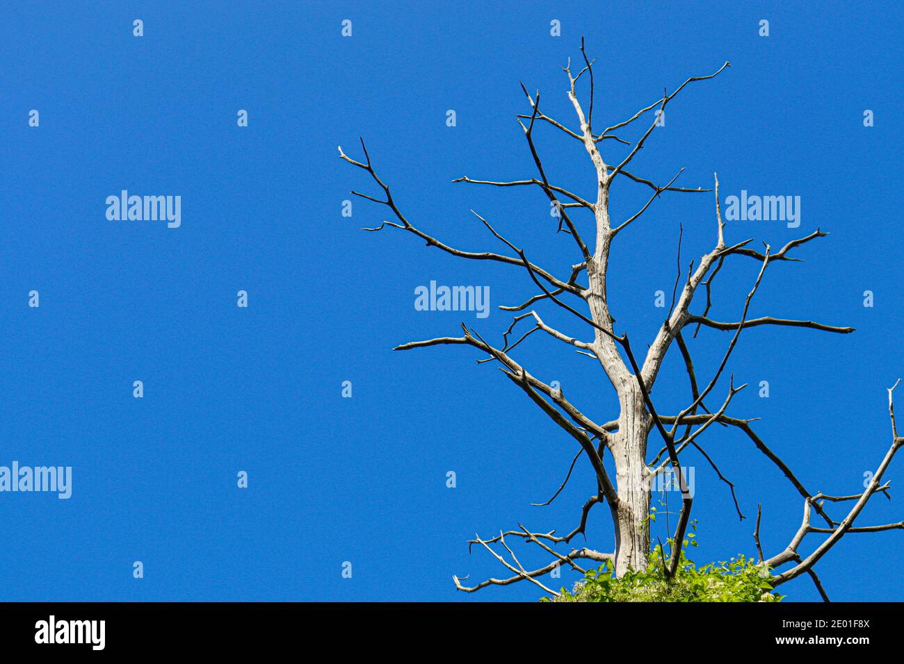 Point of view of green trees with the sky behind upwards Stock Photo ...