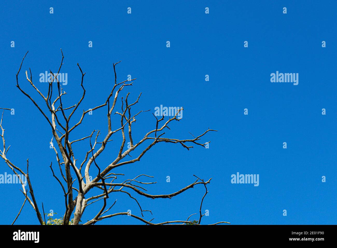 Point of view of green trees with the sky behind upwards Stock Photo ...